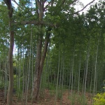 Minami Honjyuku 3rd Park by Yoshiki Toda Landscape & Architecture - 谷德设计网