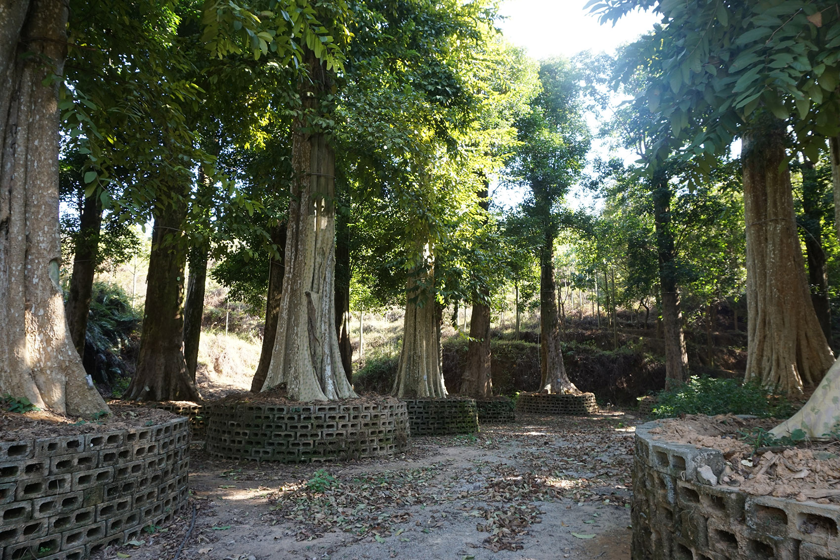 Millennium ancient tree garden of Kaisen· the Mysterious Forest by ...