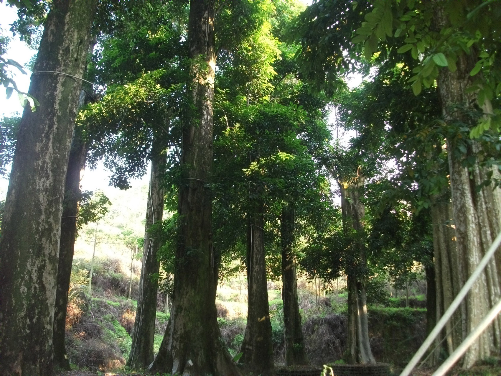 Millennium ancient tree garden of Kaisen· the Mysterious Forest by Yoshiki Toda Landscape ...