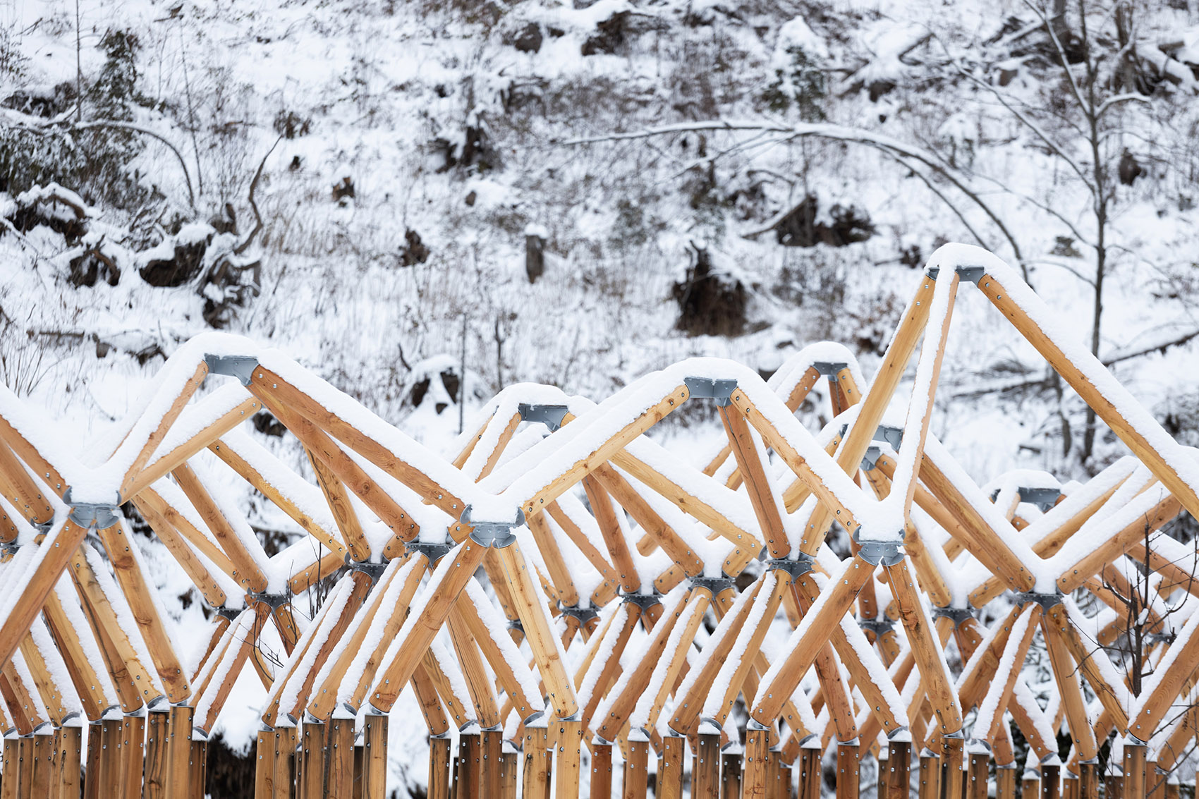 Rebirth of the Dancing Forest by Rocco Design Architects - 谷德设计网