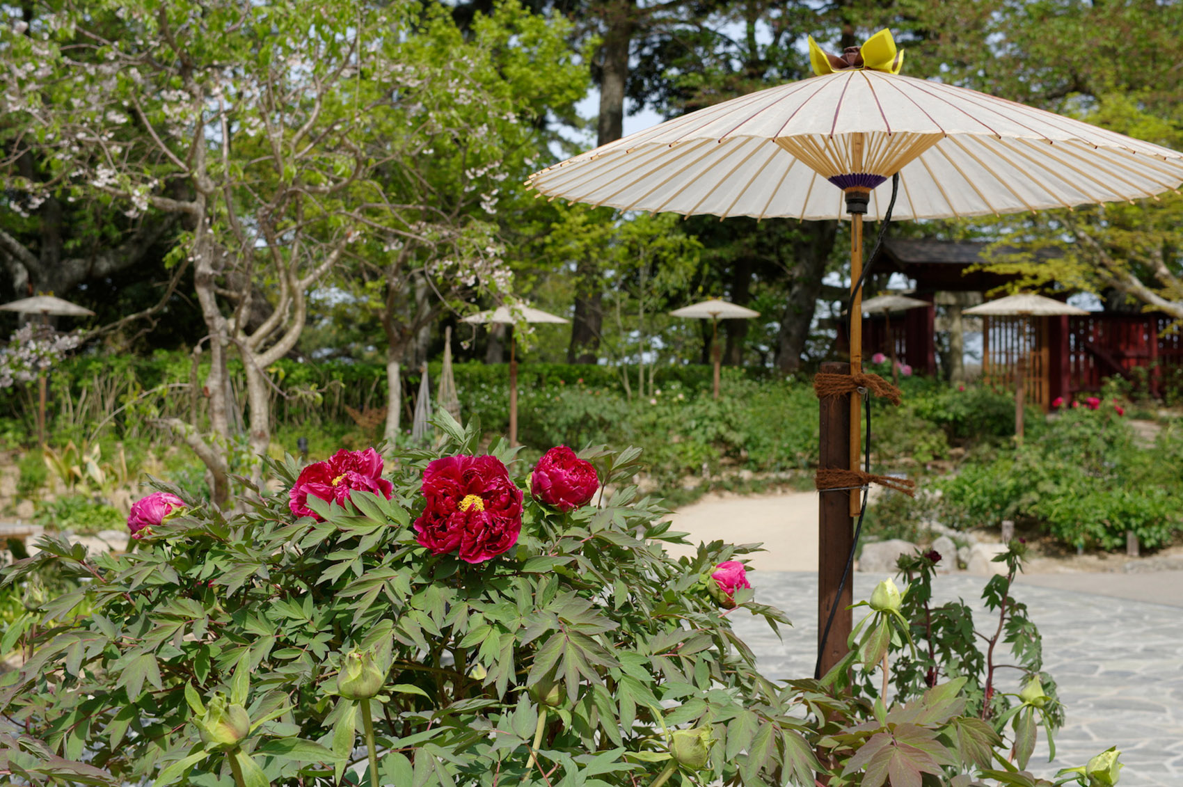 Peony Garden of Tokiwa Park by Yoshiki Toda Landscape & Architecture ...
