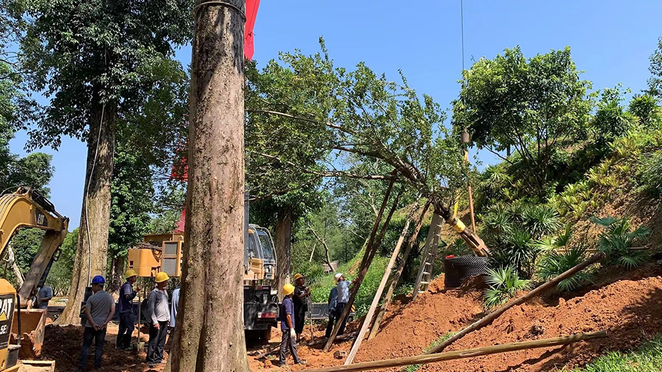 Millennium ancient tree garden of Kaisen· the Mysterious Forest by Yoshiki Toda Landscape ...