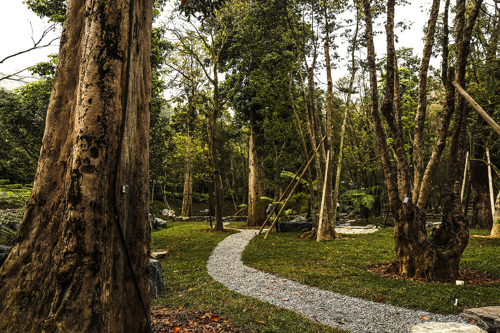 Millennium ancient tree garden of Kaisen· the Mysterious Forest by Yoshiki Toda Landscape ...