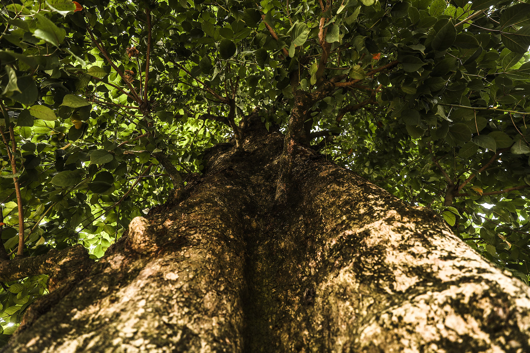Millennium ancient tree garden of Kaisen· the Mysterious Forest by ...