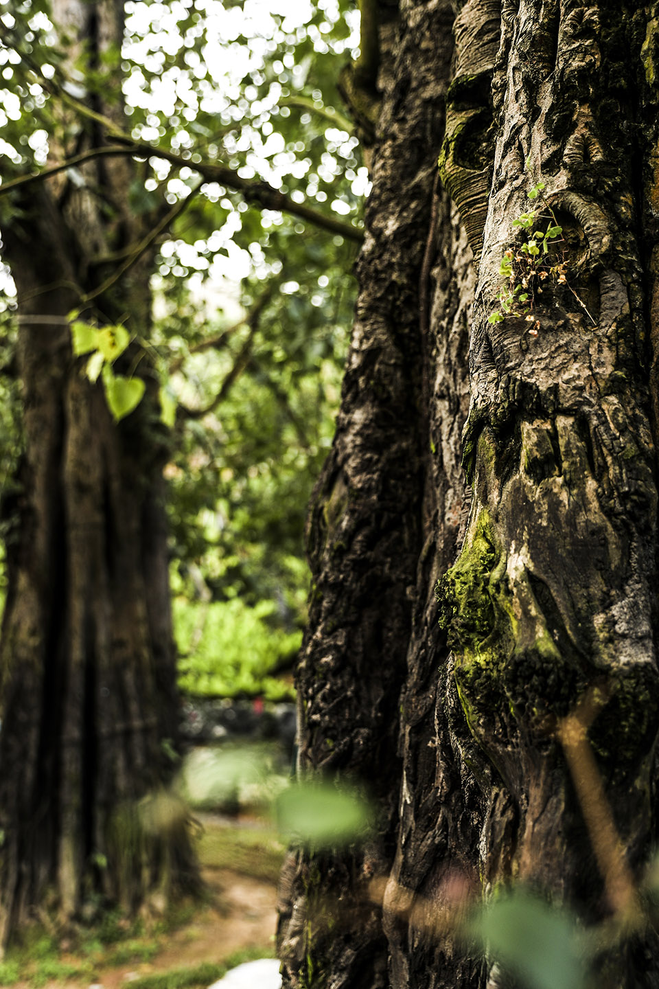 Millennium ancient tree garden of Kaisen· the Mysterious Forest by Yoshiki Toda Landscape ...