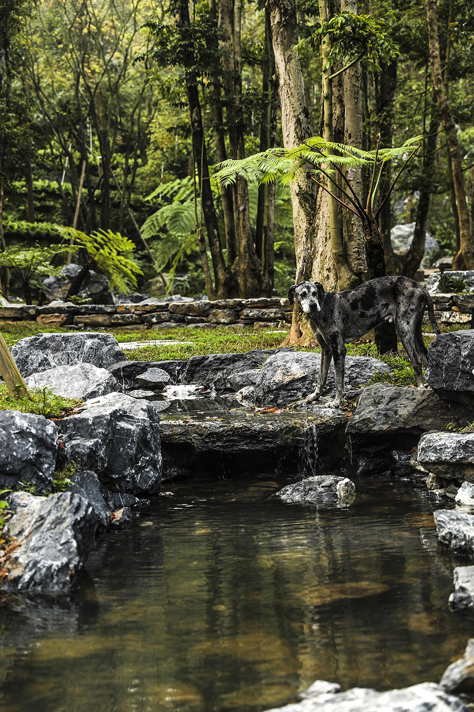Millennium ancient tree garden of Kaisen· the Mysterious Forest by Yoshiki Toda Landscape ...
