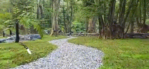 Millennium ancient tree garden of Kaisen· the Mysterious Forest by Yoshiki Toda Landscape ...