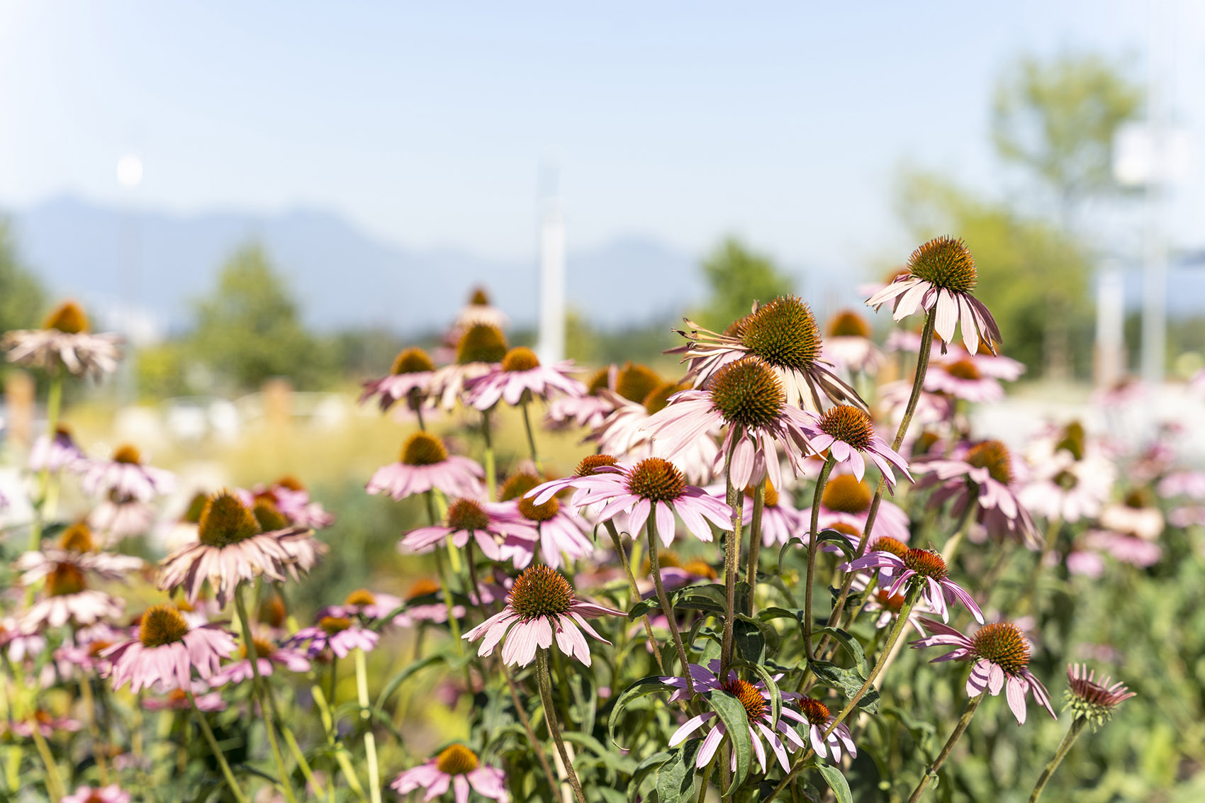 Carvolth Integrated Open Space / Goldenview Park by PMG Landscape ...