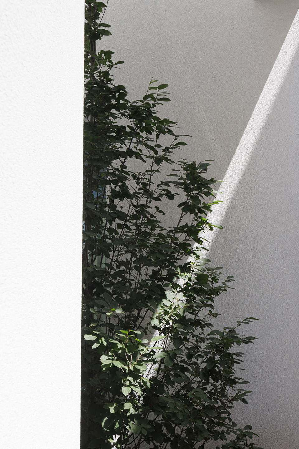 Forte House by pema studio - 谷德设计网