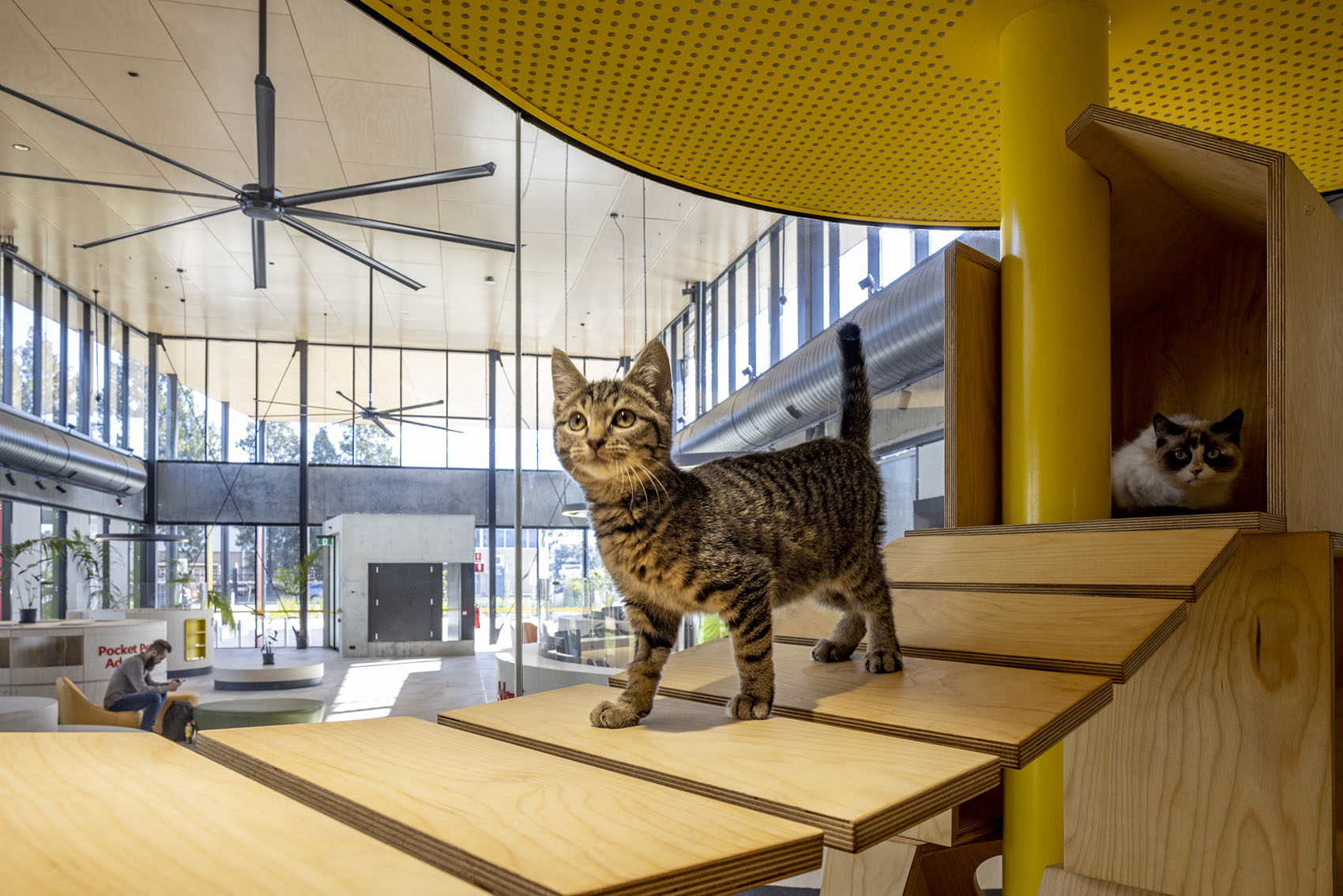 Blacktown Animal Rehoming Centre (BARC) by Sam Crawford Architects - 谷德设计网
