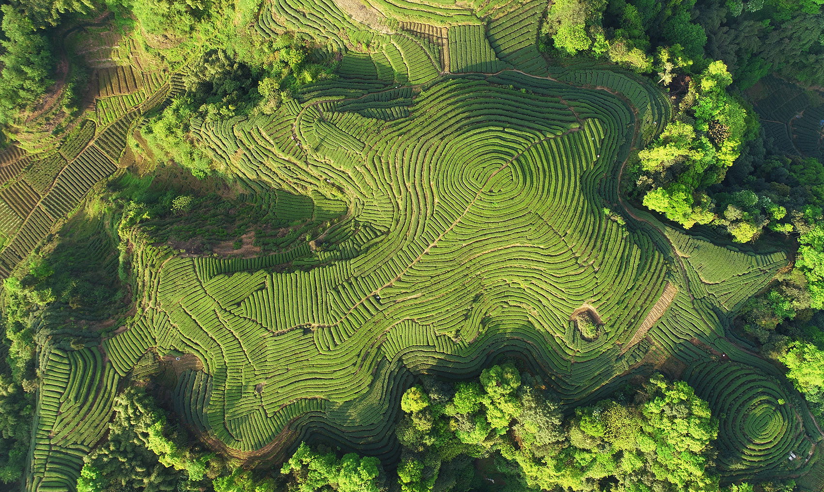 Global collection of Ya’an Baizhang Lake Landscaping and Rural ...