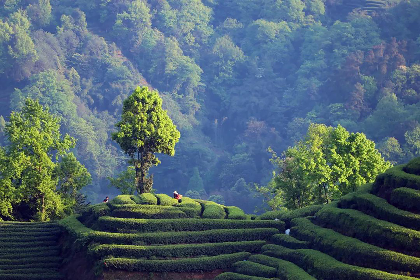 Global collection of Ya’an Baizhang Lake Landscaping and Rural ...