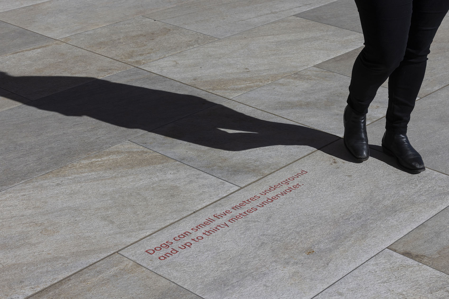 Blacktown Animal Rehoming Centre (BARC) by Sam Crawford Architects - 谷德设计网