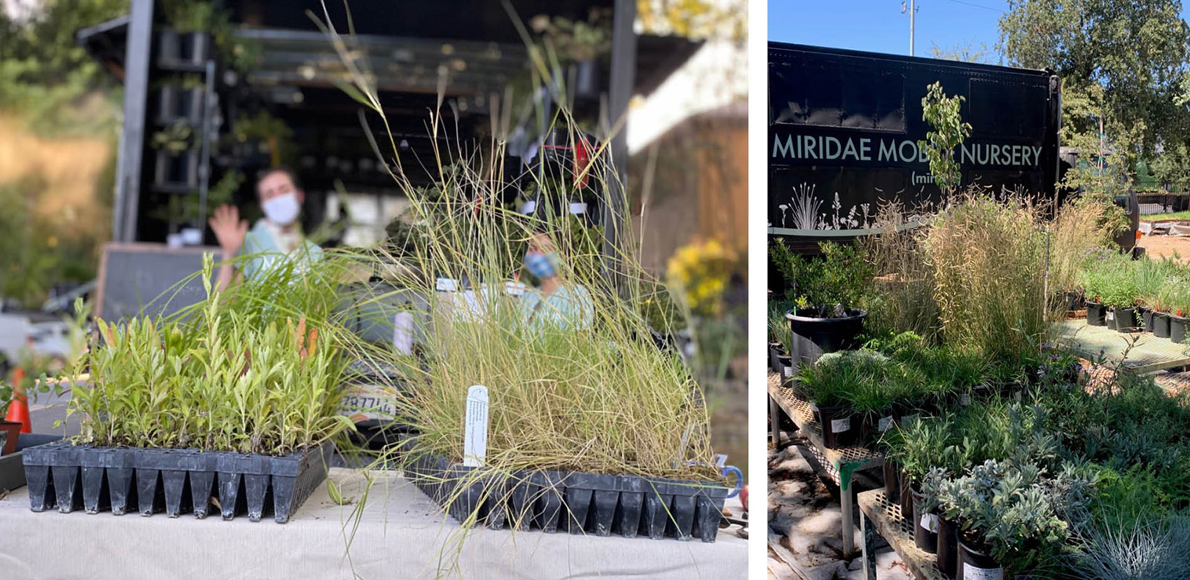 2022 ASLA COMMUNICATIONS AWARD OF HONOR: Miridae Mobile Nursery: Growing a Native Plant ...