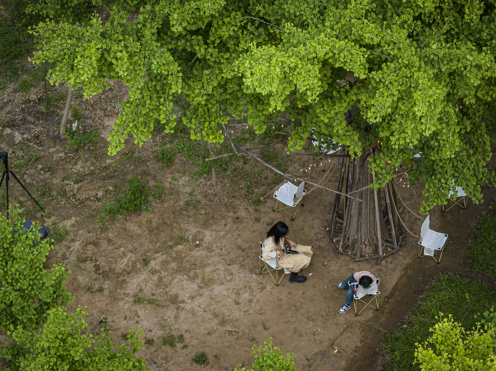 Bamboo Installation “Tree of Life” by UK Studio - 谷德设计网