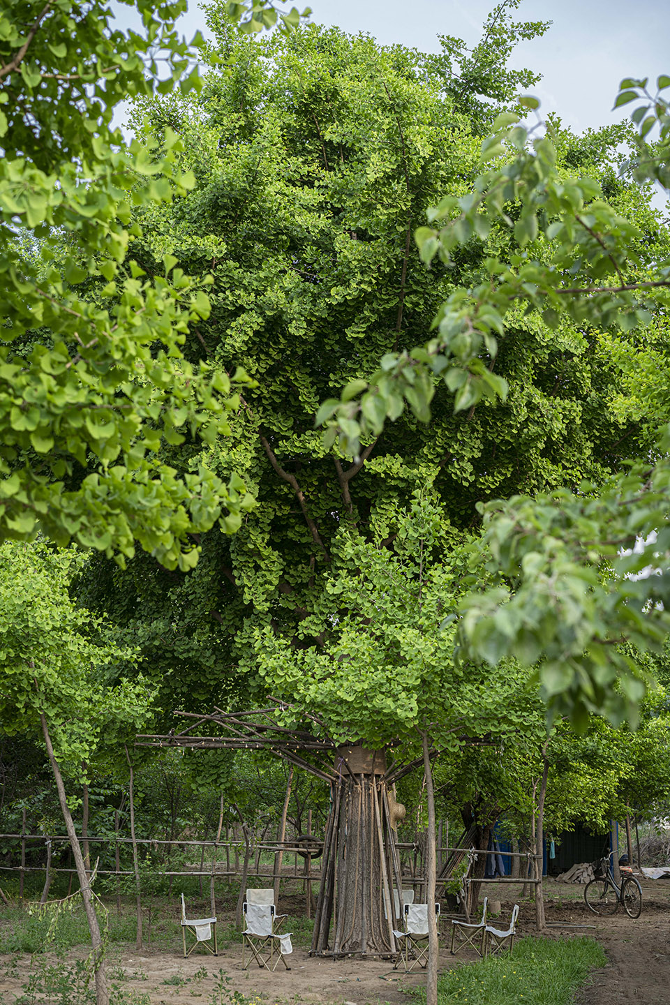 Bamboo Installation “Tree of Life” by UK Studio - 谷德设计网