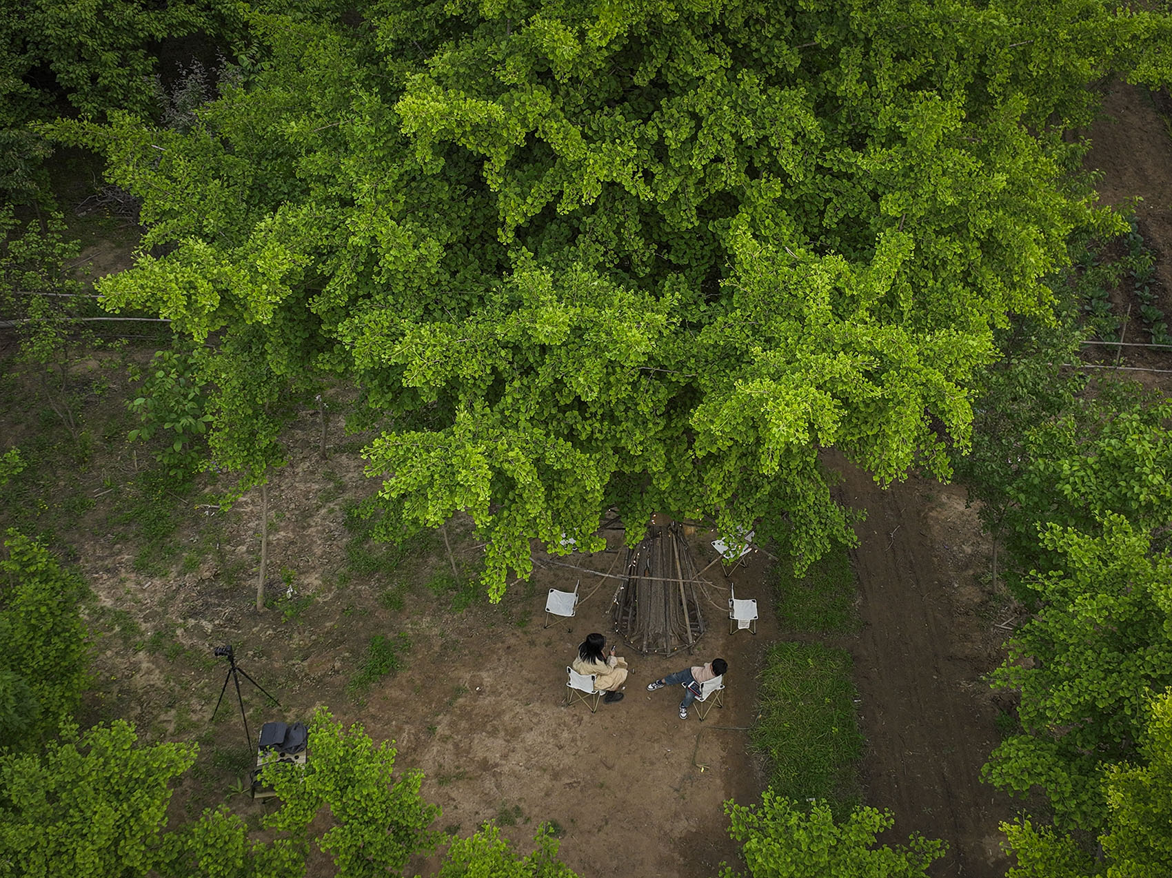 Bamboo Installation “Tree of Life” by UK Studio - 谷德设计网