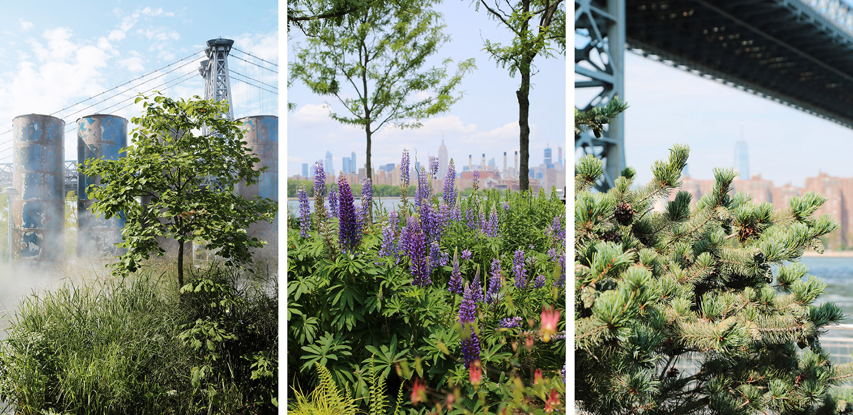 2022 ASLA GENERAL DESIGN AWARD OF HONOR: Domino Park / James Corner Field Operations - 谷德设计网