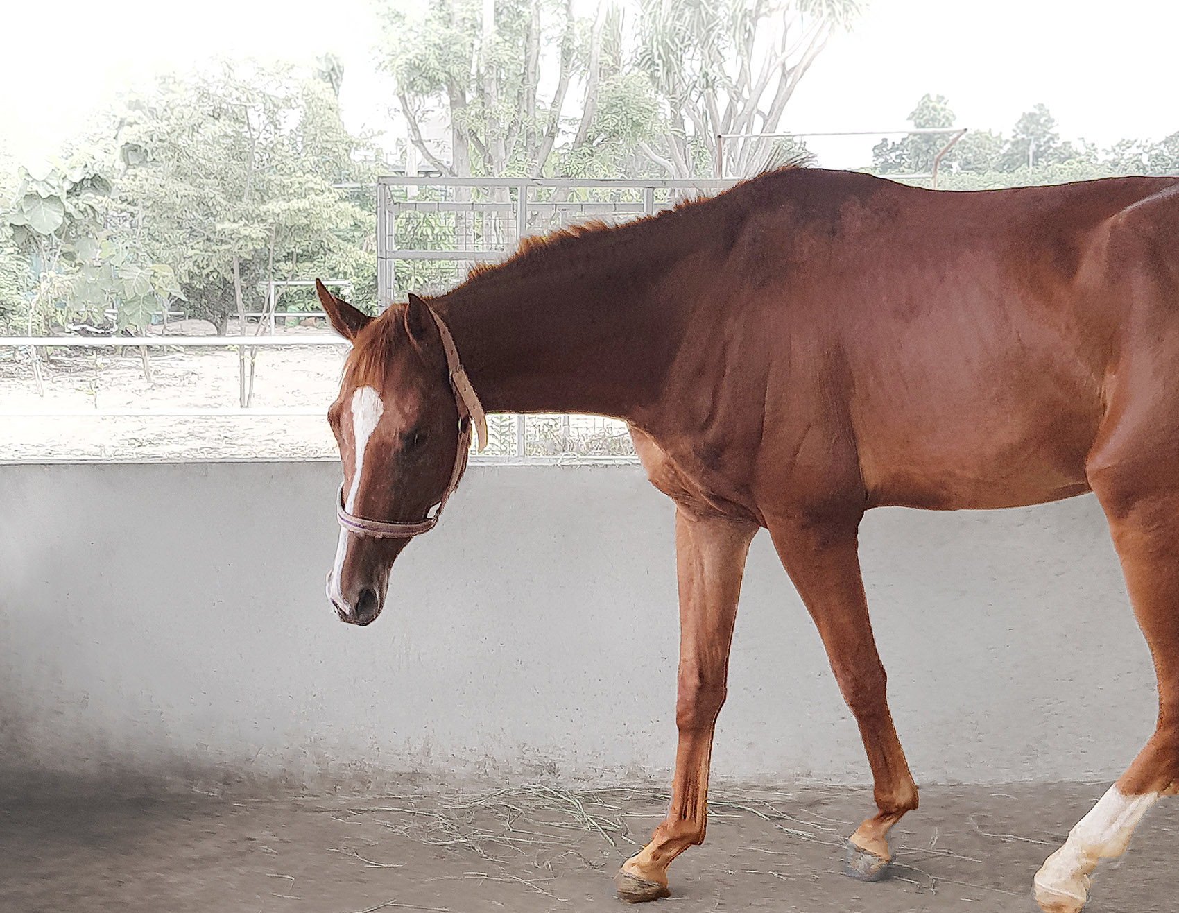The Hay Equestrian Center and Eatery by Architectkidd - 谷德设计网