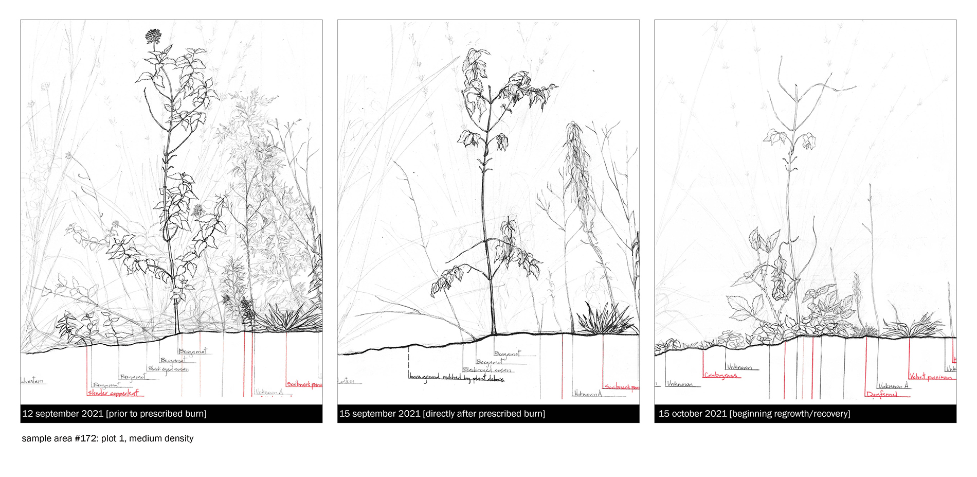 2022 ASLA RESEARCH AWARD OF HONOR: Alabama Meadows / Emily Knox + David Hill - 谷德设计网