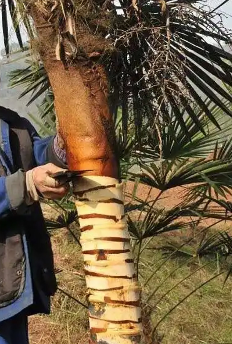 Palm Toilet Facing the Sea of Flowers by Zaixing Architectural Desgin ...