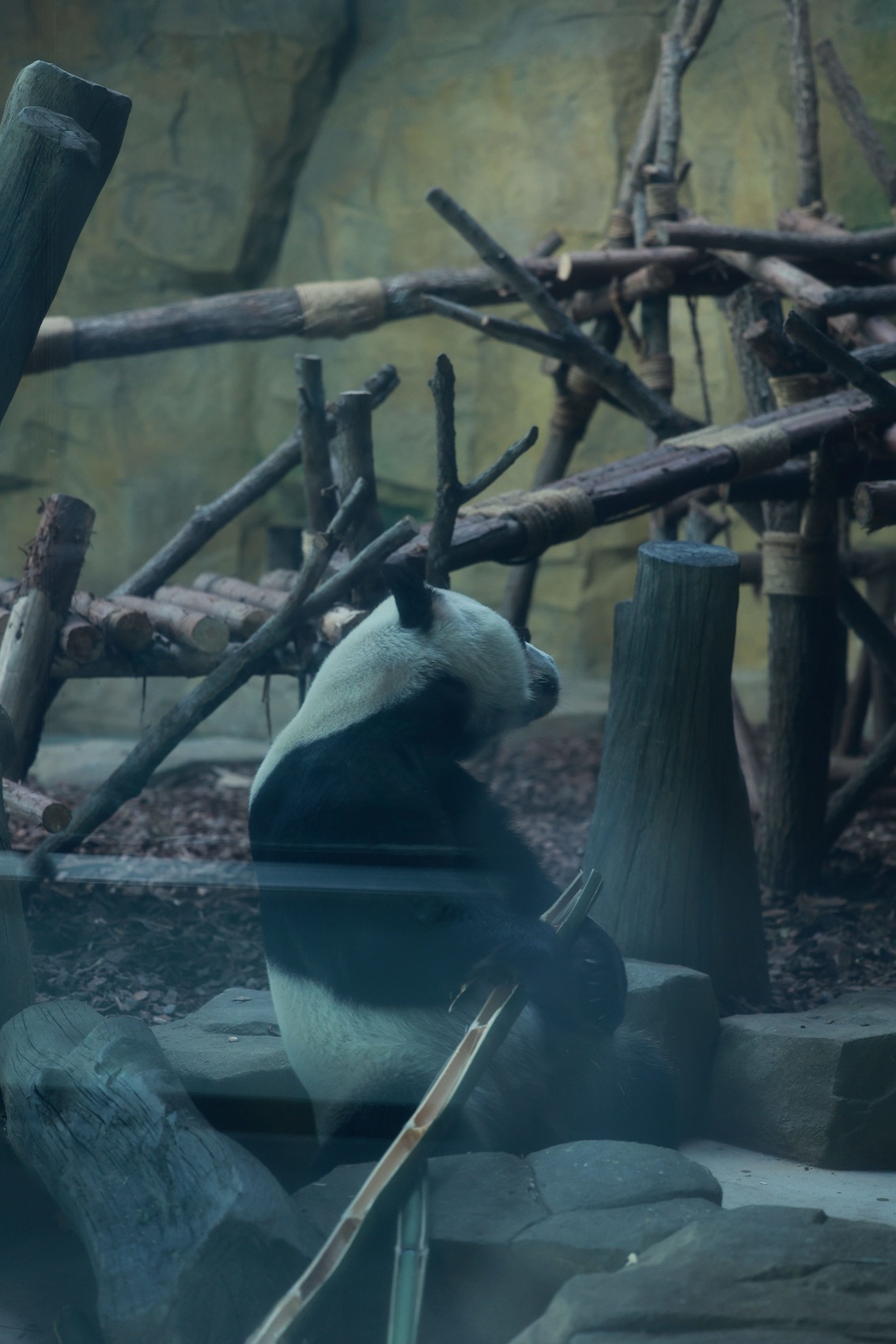 The expansion and renovation project of the Panda Base by Chengdu ...