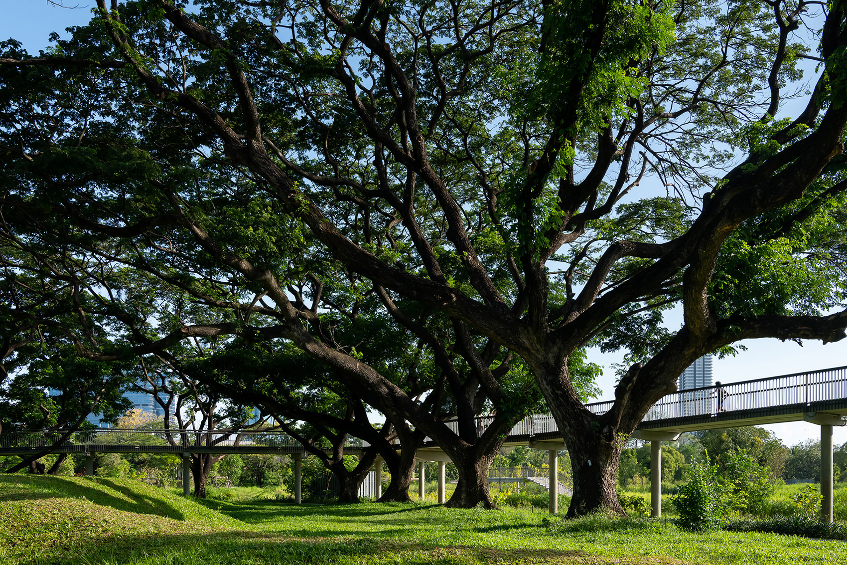 Benjakitti Forest Park by Turenscape (design consultant) / Arsomsilp ...