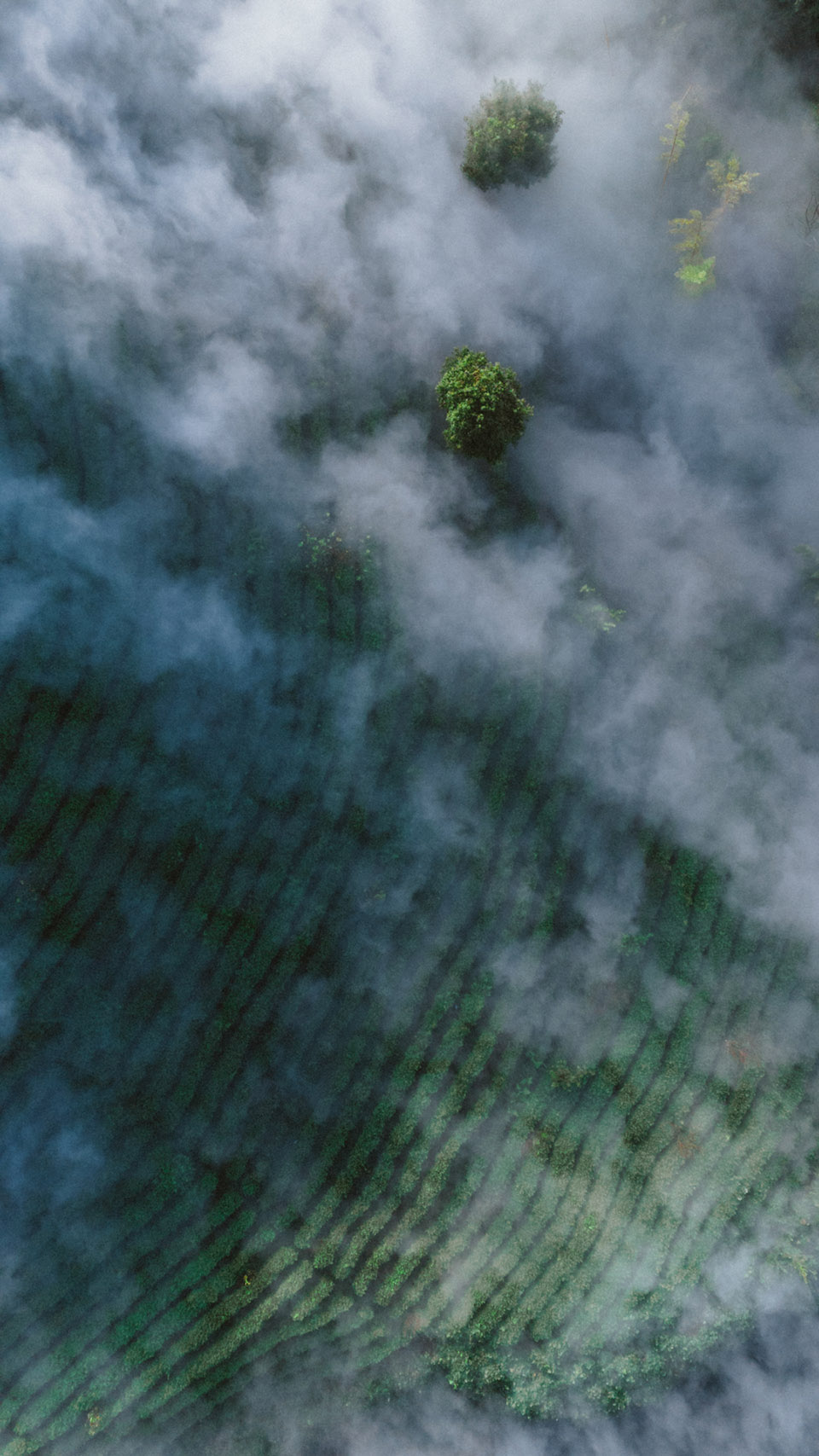 Cloud Tea Room, China by PLAT ASIA - 谷德设计网