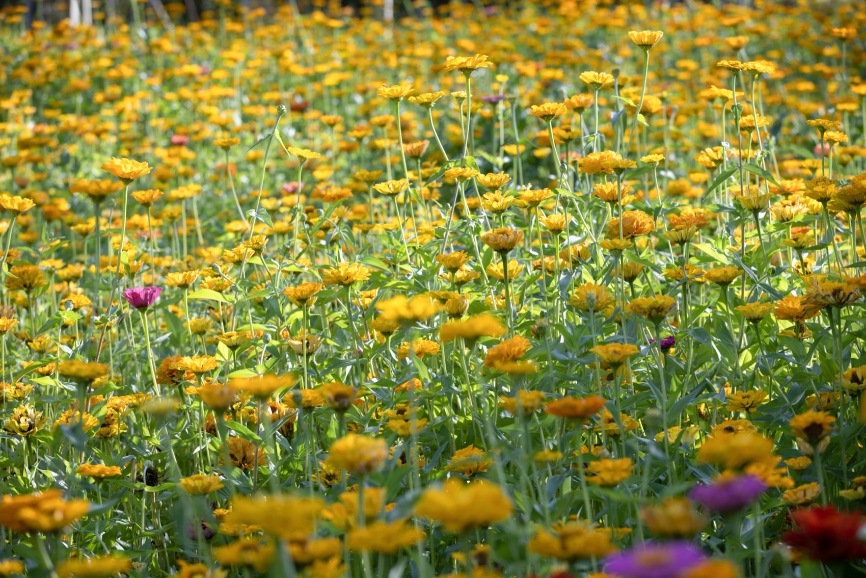 Ordos Smart Sports Park by PLAT ASIA - 谷德设计网
