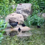 Xichuan Park by Horizon & Atmosphere Landscape - 谷德设计网