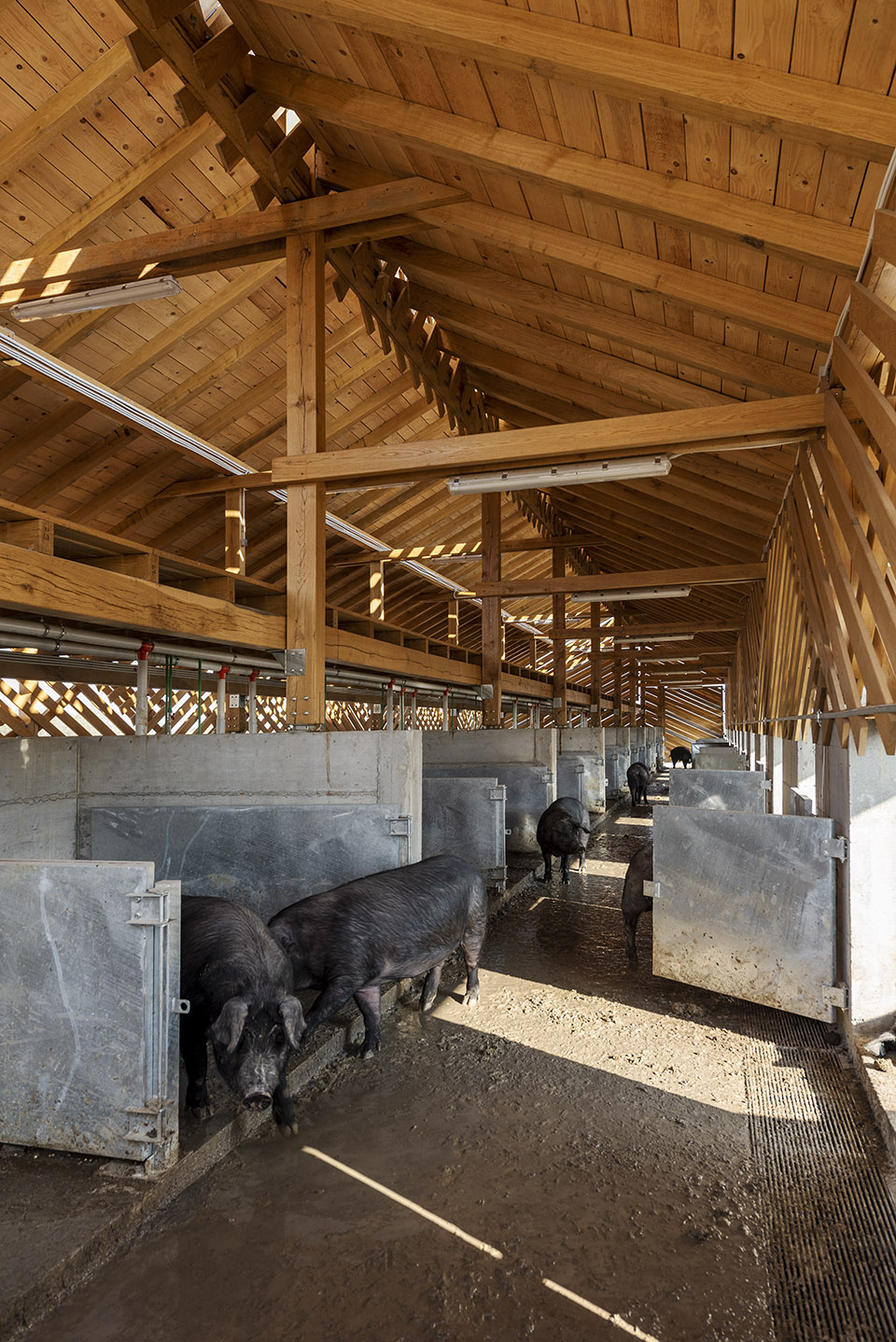 Black Slavonian eco pig farm by SKROZd.o.o. - 谷德设计网