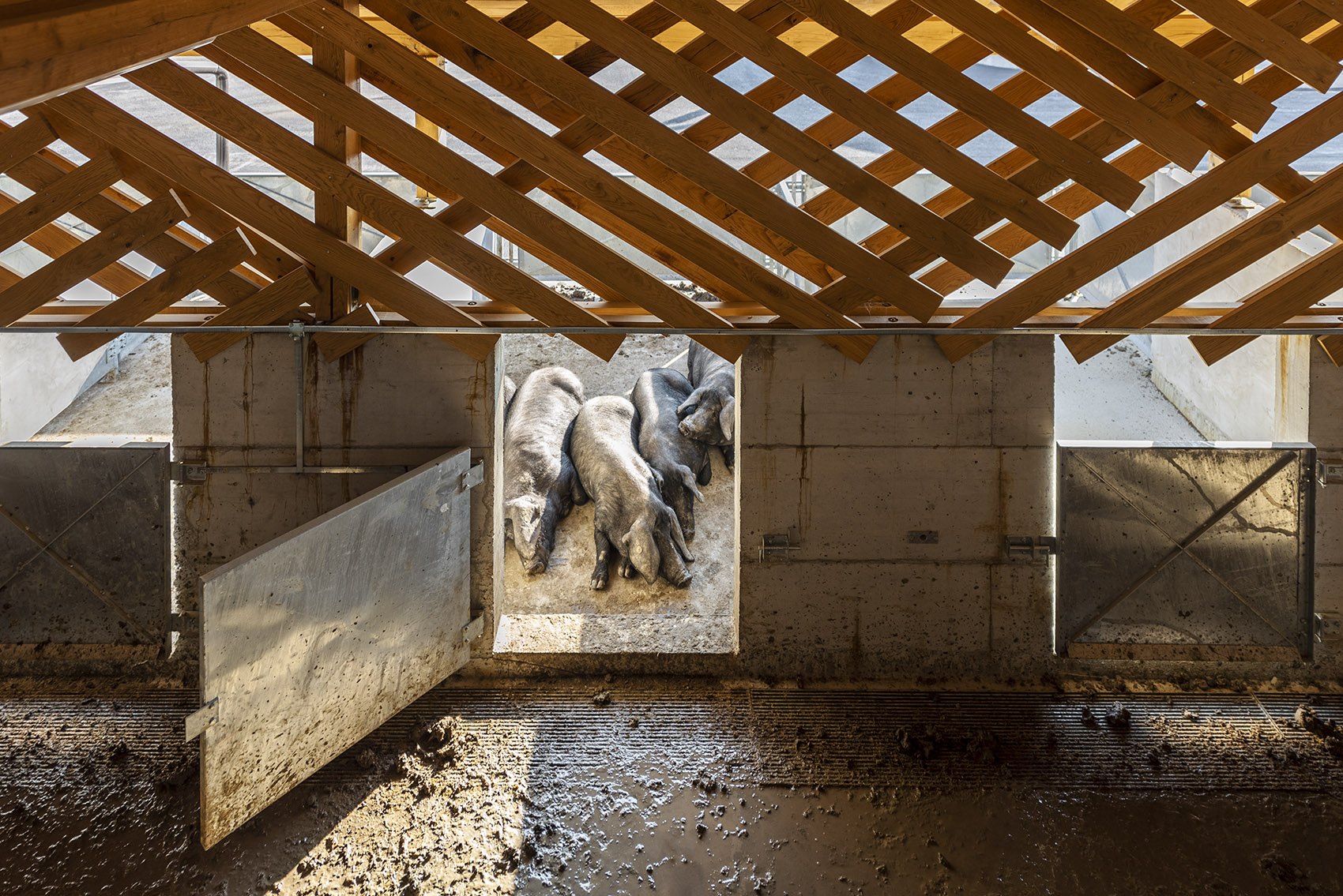 Black Slavonian eco pig farm by SKROZd.o.o. - 谷德设计网