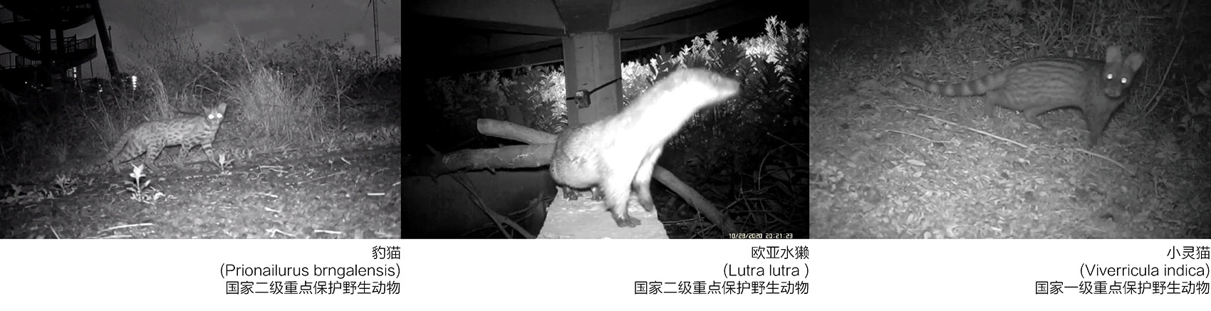 The Memorial Park of the 19th International Botanical Congress (IBC) by ...