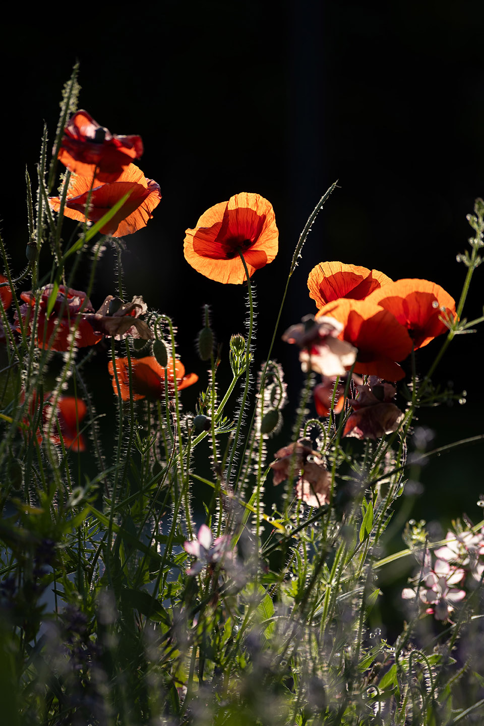 Stereo park landscape in Sochi by UTRO architectural studio - 谷德设计网