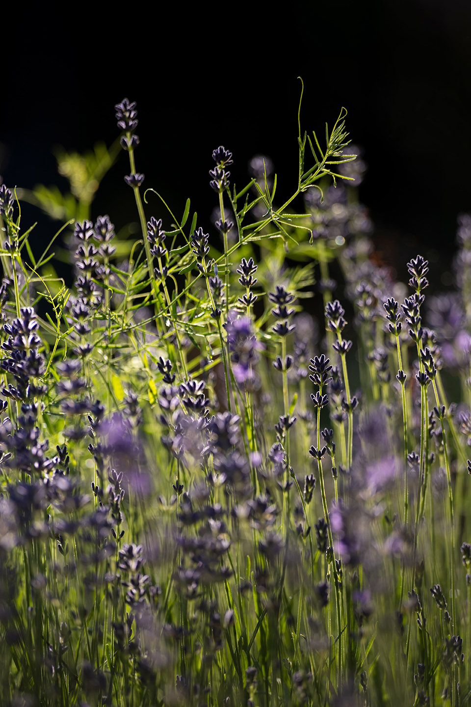 Stereo park landscape in Sochi by UTRO architectural studio - 谷德设计网