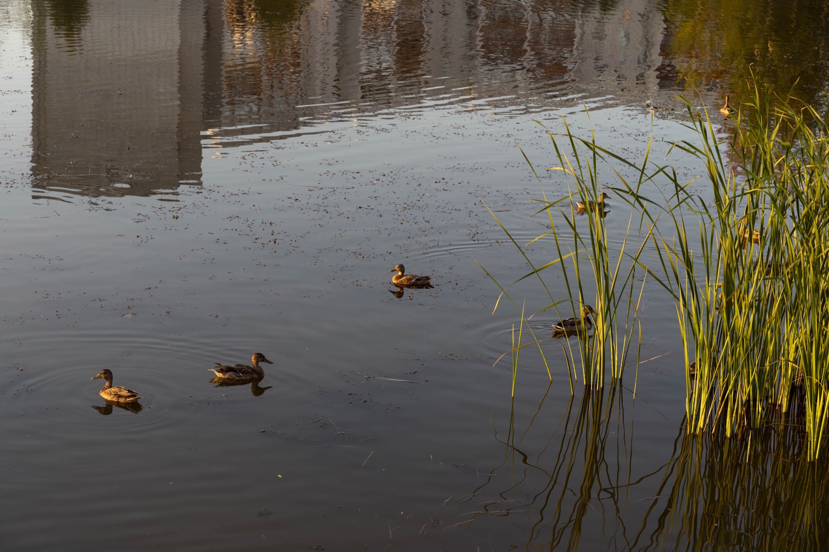 Revitalisation of Tikhoye lake by Novascape + Brusnika Design - 谷德设计网