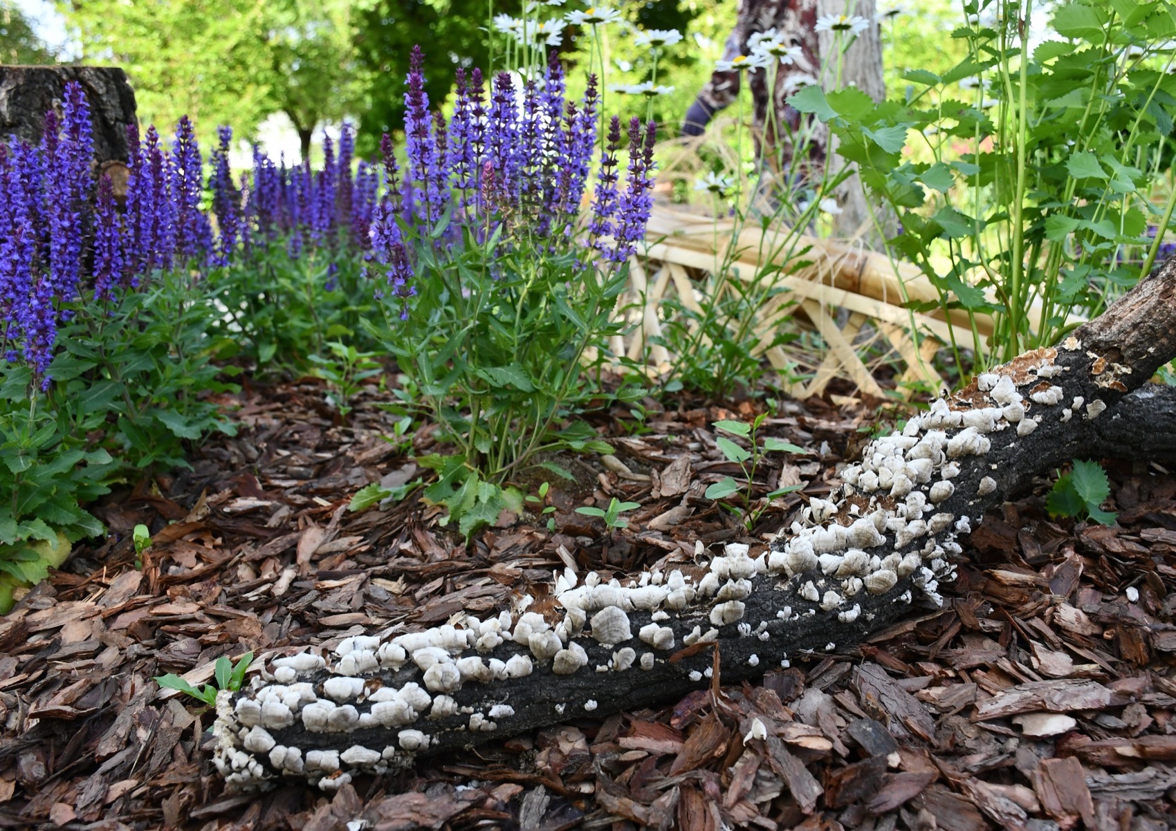 Seoul International Garden Show 2024 – Biological Self-organizing ...