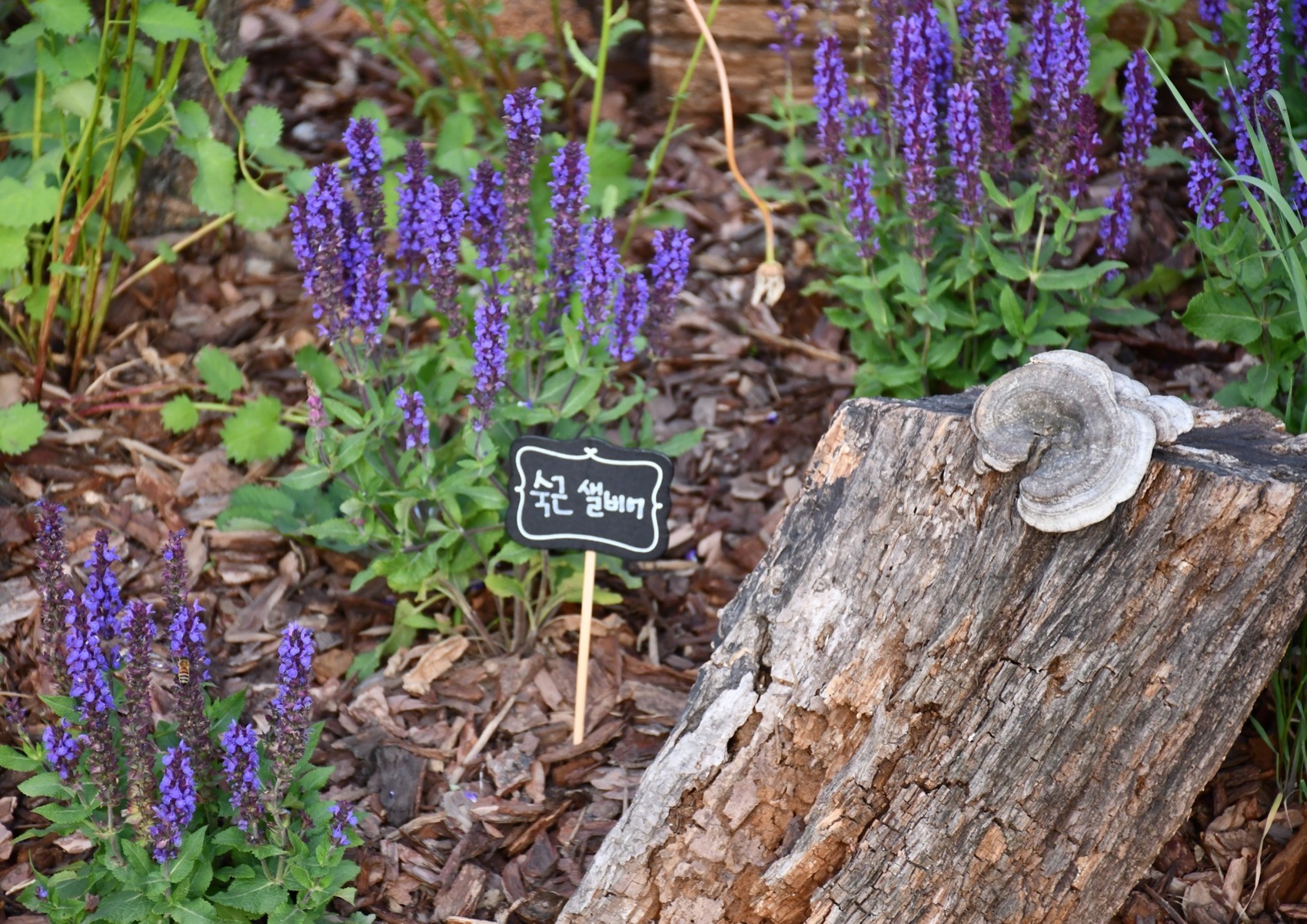 Seoul International Garden Show 2024 – Biological Self-organizing ...