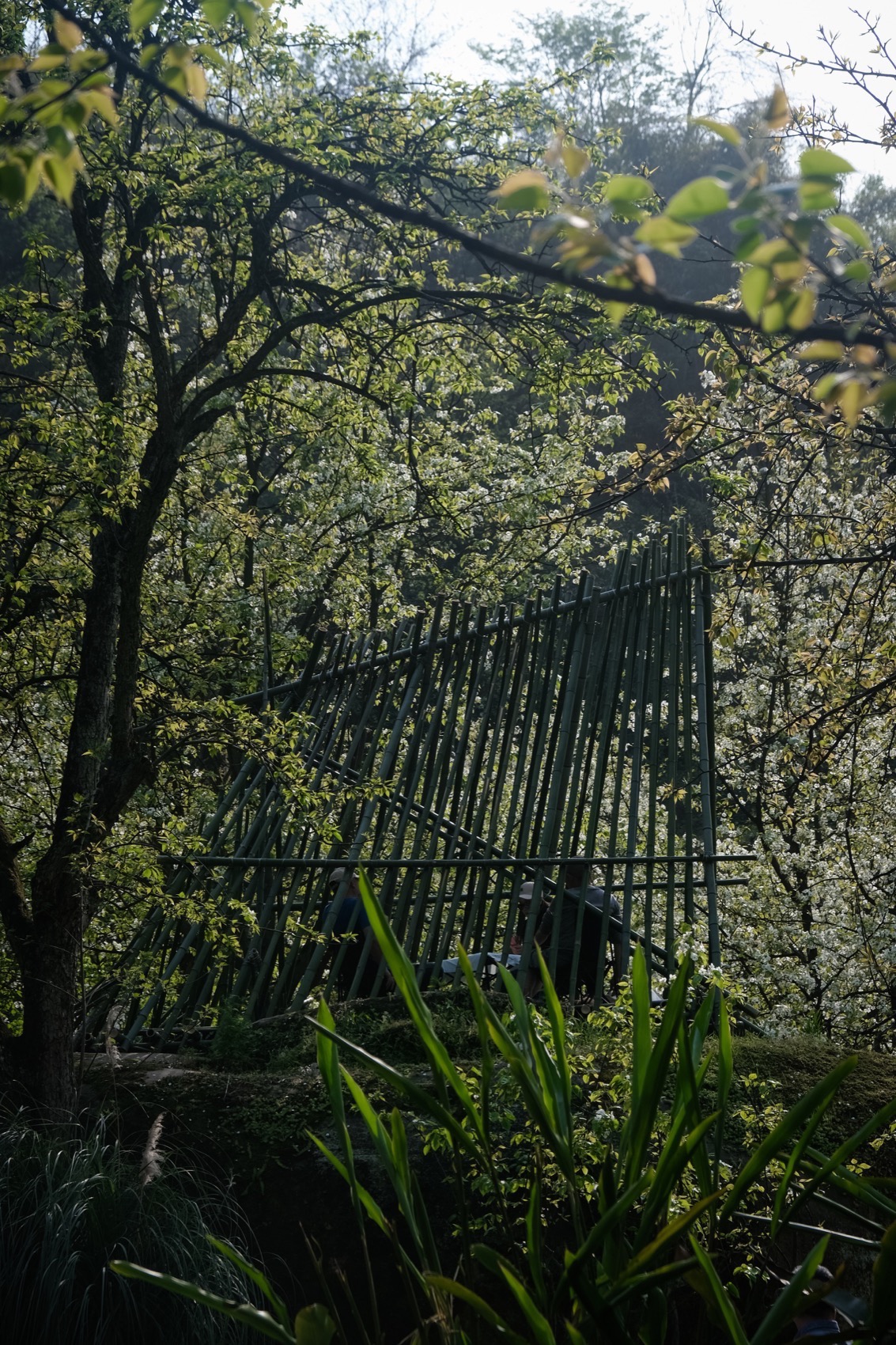 Field Project — Petal Pavilion: BUZZY SUNNY in Pear Blossom Village by ...
