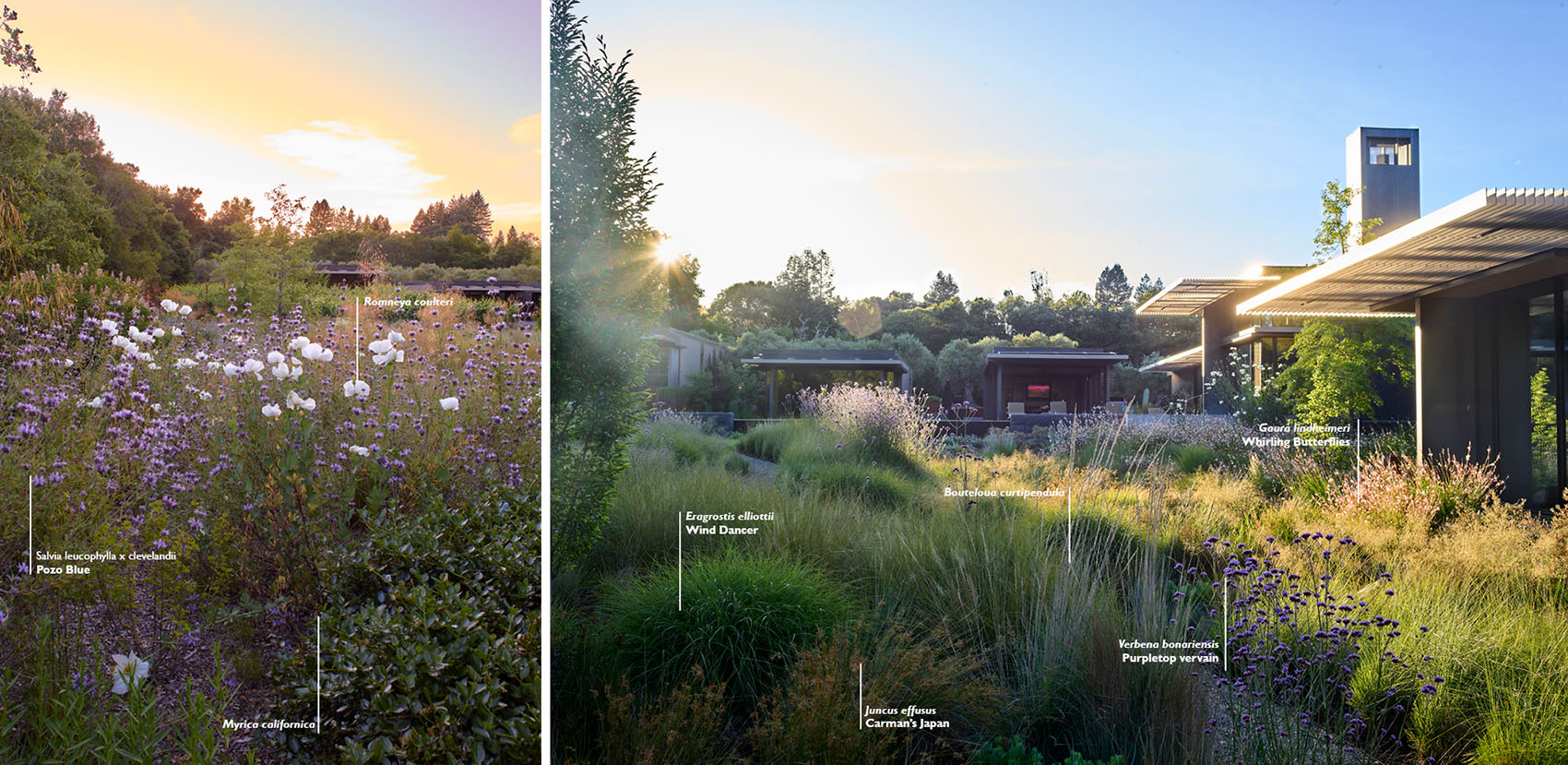 2024 ASLA RESIDENTIAL DESIGN AWARD OF HONOR: Uliveto by Surfacedesign, Inc. - 谷德设计网