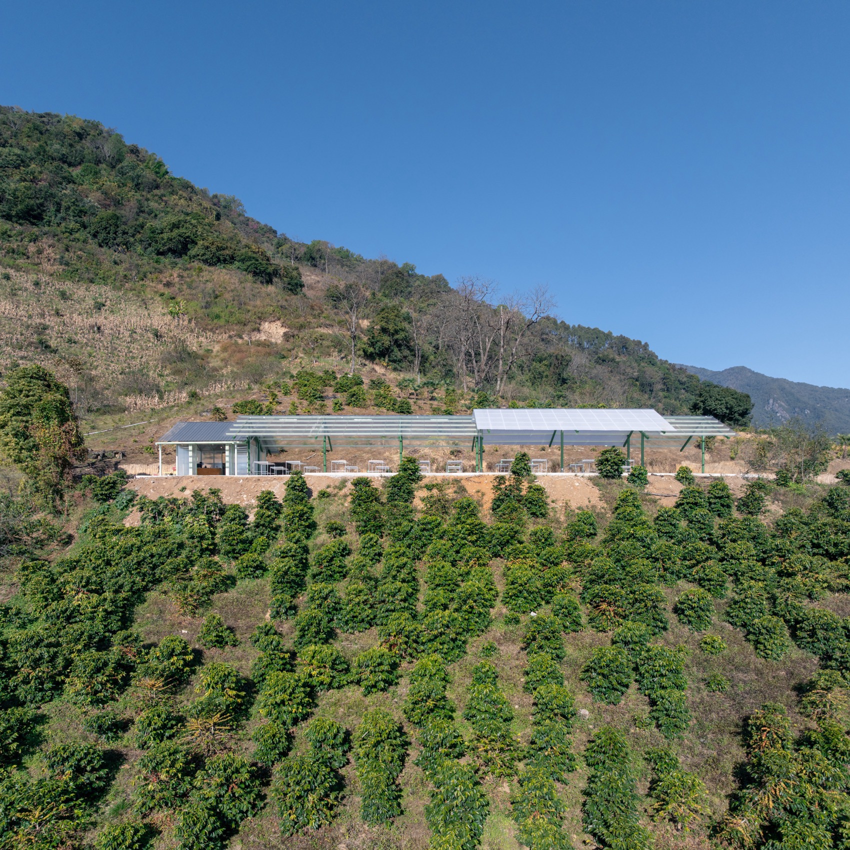 Terraweave Estate (Tiantian) Coffee Drying Yard in Baoshan, Yunnan by ...