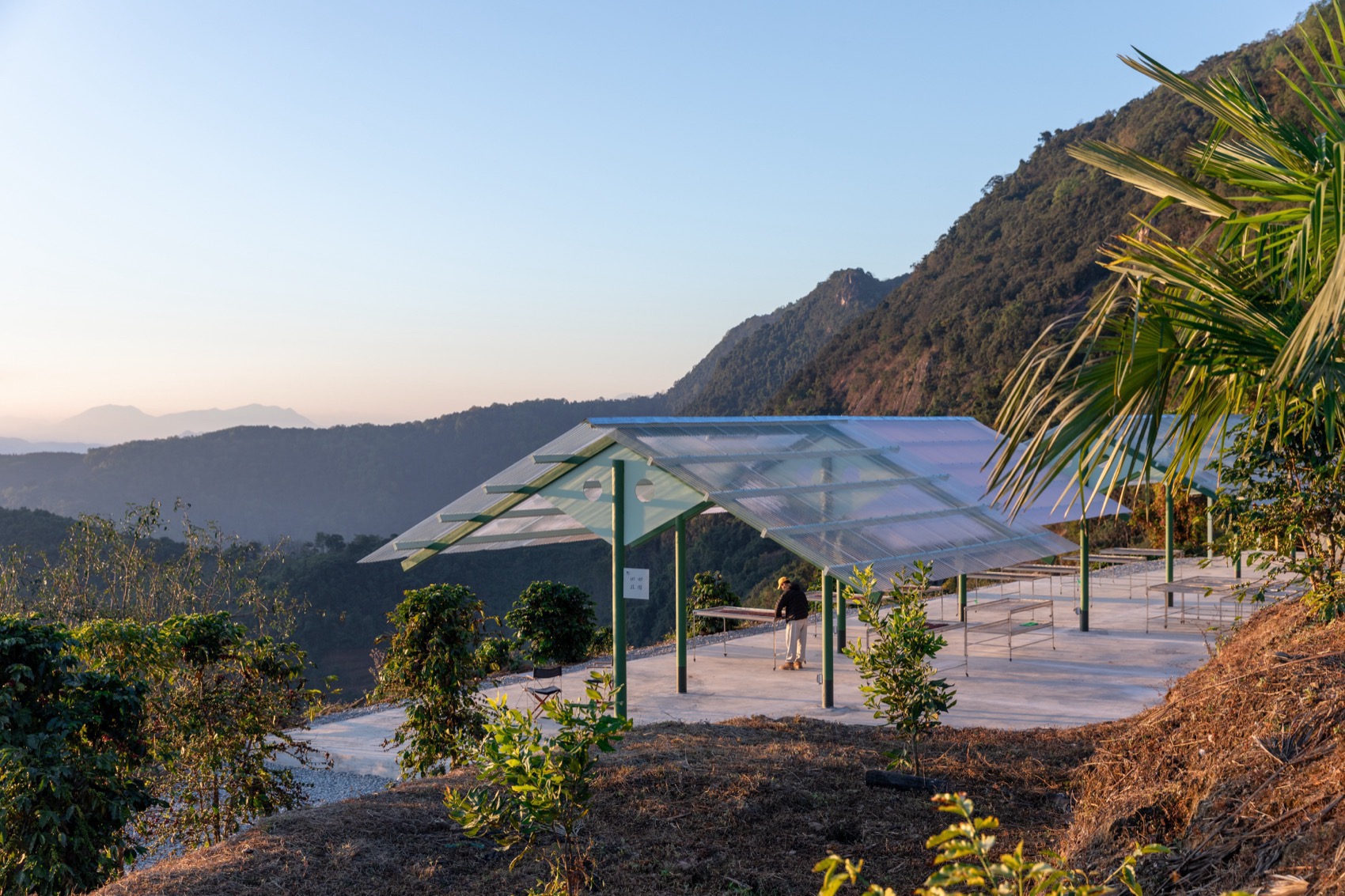 Terraweave Estate (Tiantian) Coffee Drying Yard in Baoshan, Yunnan by ...